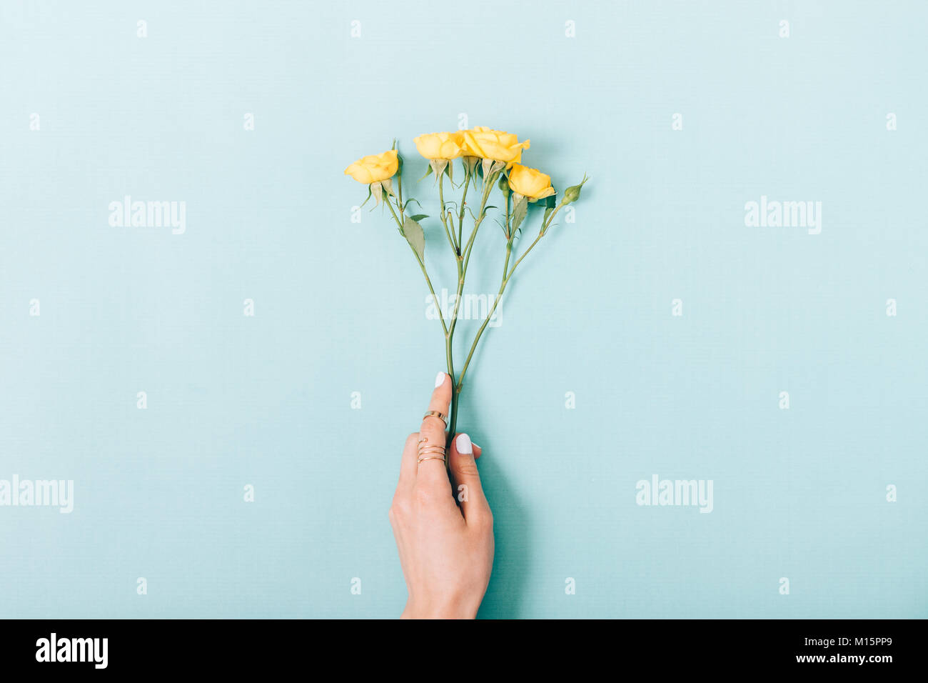 Thin sprig of yellow roses in a female hand on a blue background Stock ...