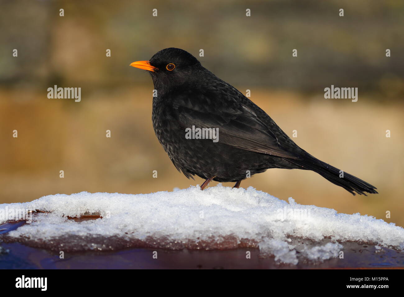 Scruffy bird hi-res stock photography and images - Alamy