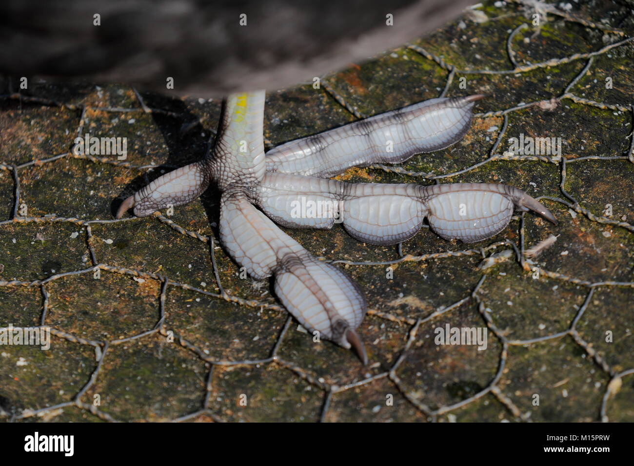 Webbed foot bird hi-res stock photography and images - Alamy