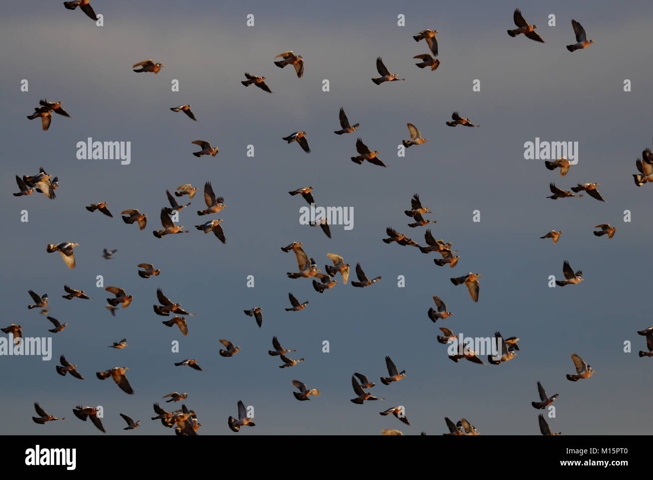 Spooked hi-res stock photography and images - Alamy