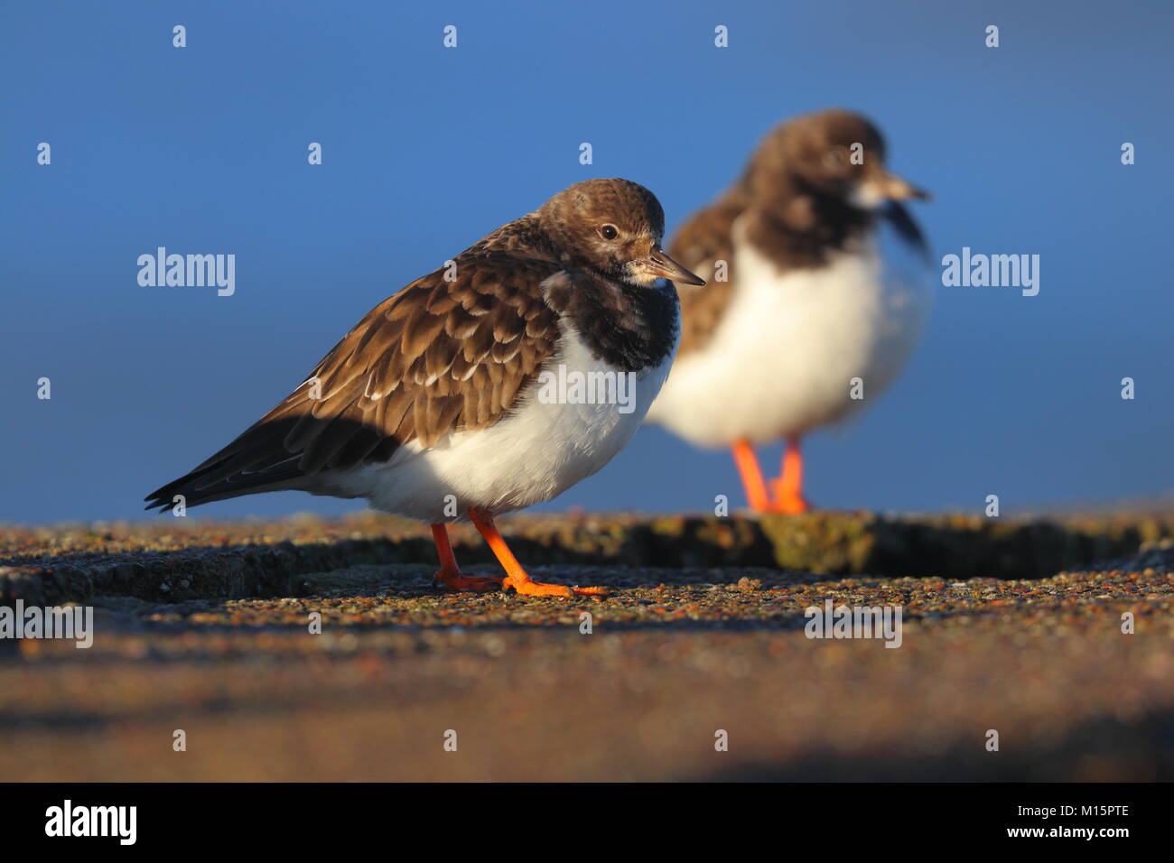 British Wading Birds High Resolution Stock Photography and Images - Alamy