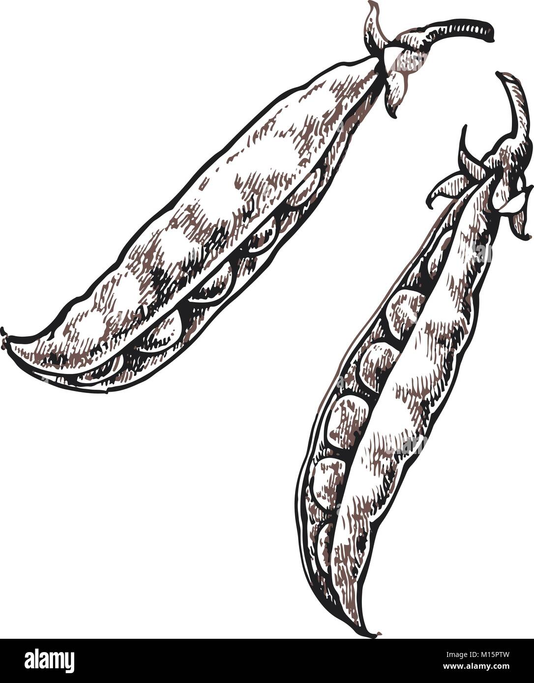 Set of hand drawn peas illustrations isolated on white background ...