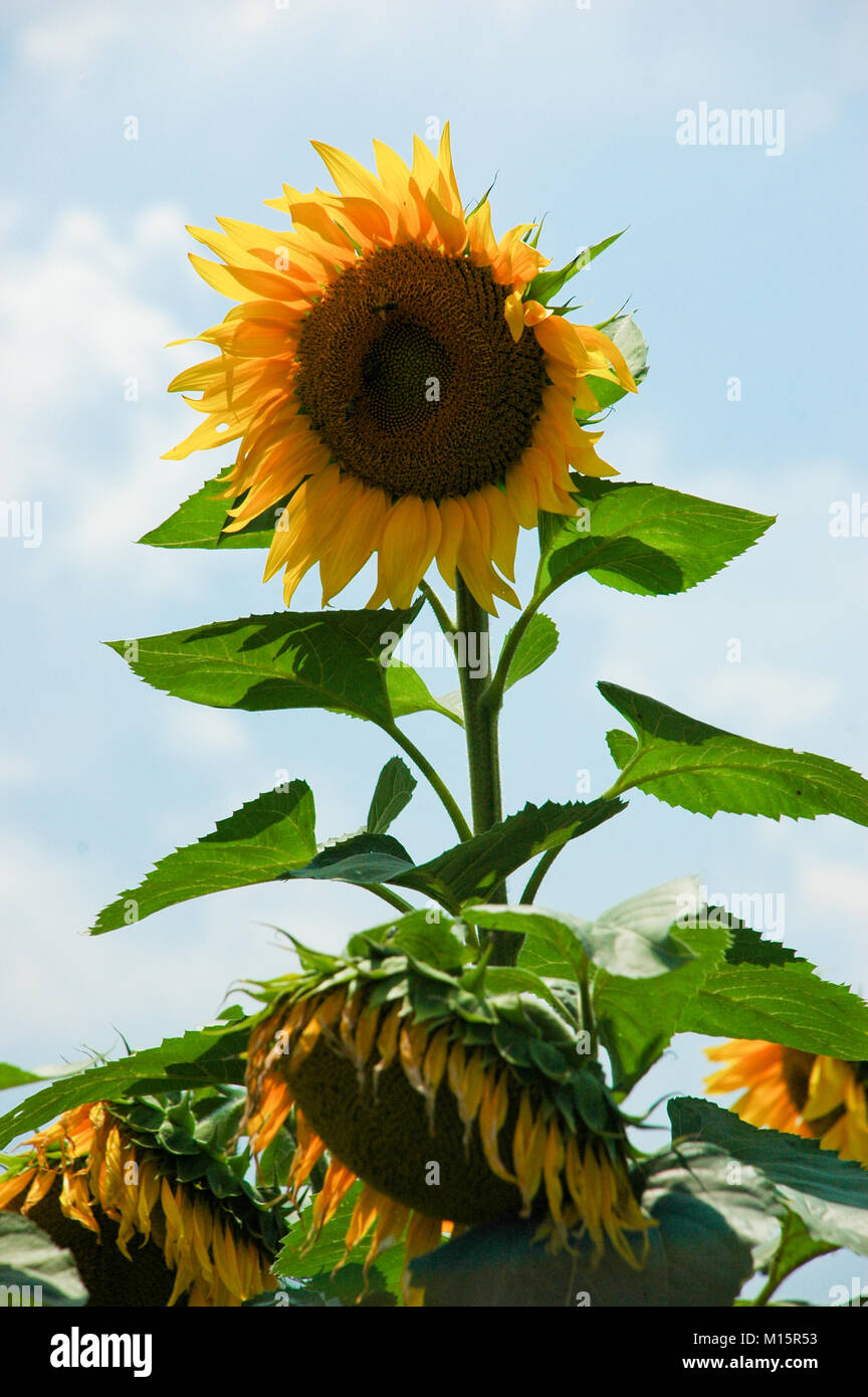 one single sunflower close up on sunny day and blue sky with clouds ...