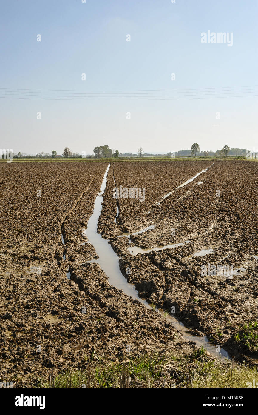Rice Fields near Novara, Piedmont, Italy Stock Photo - Alamy
