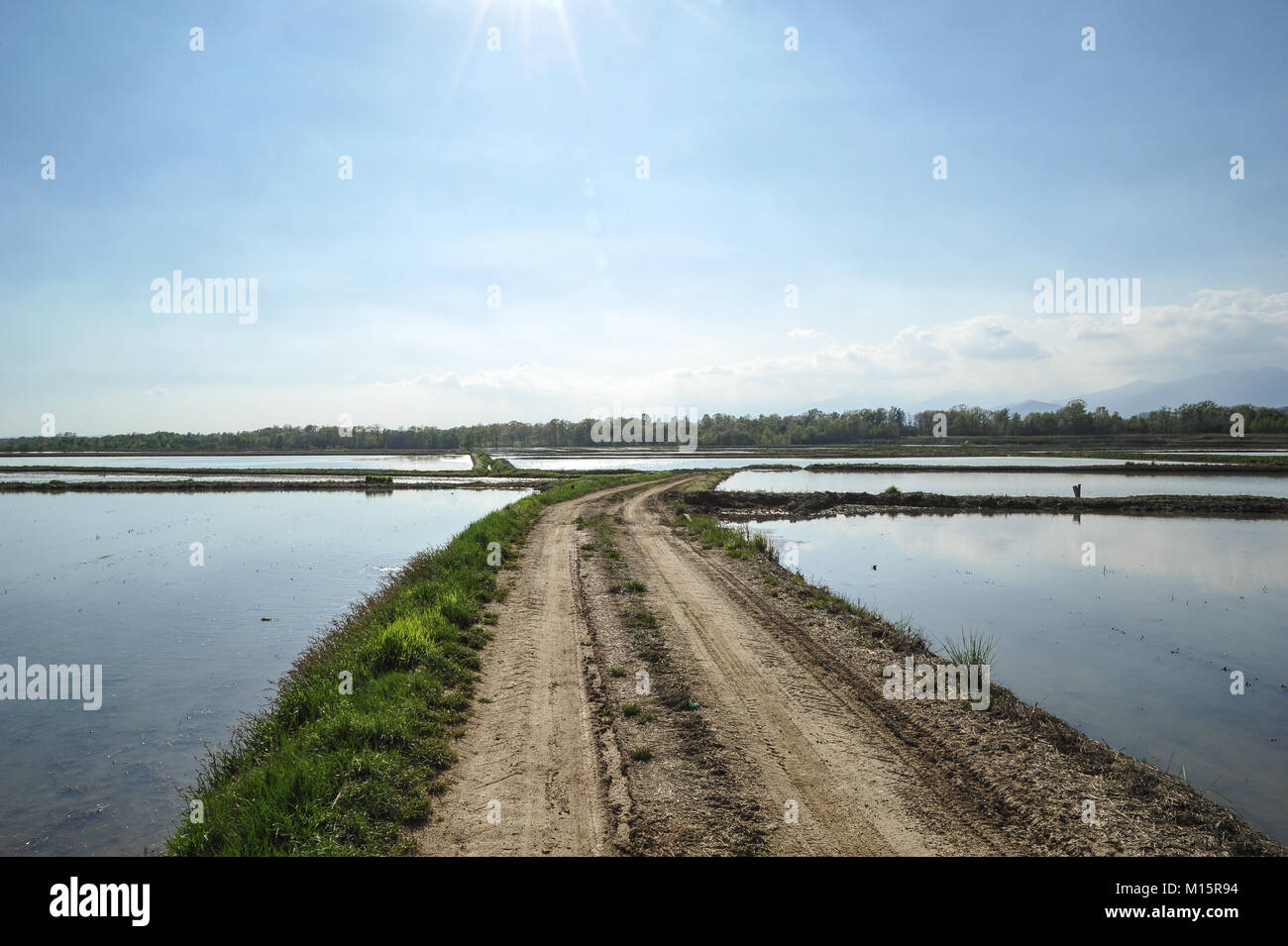 Rice Fields near Novara, Piedmont, Italy Stock Photo - Alamy