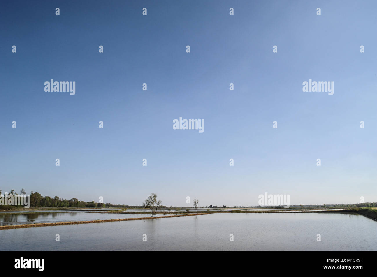 Rice Fields near Novara, Piedmont, Italy Stock Photo - Alamy
