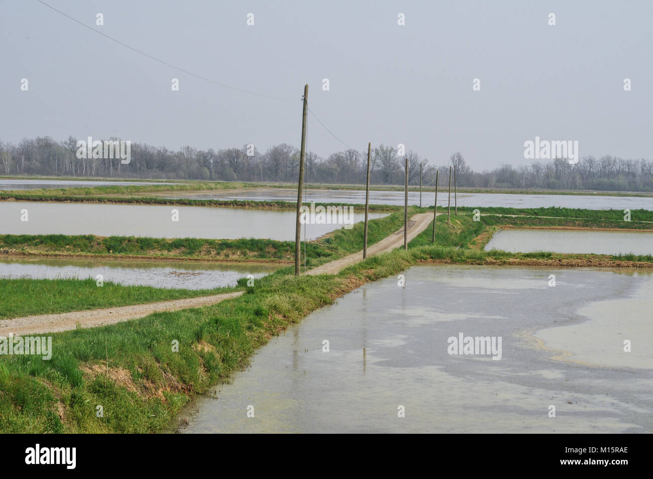 Rice Fields near Novara, Piedmont, Italy Stock Photo - Alamy