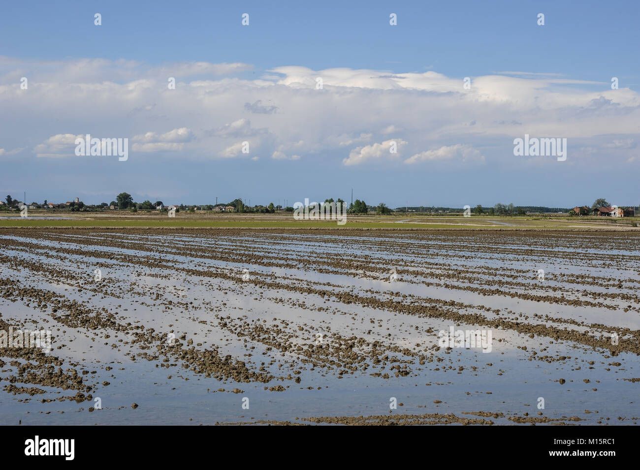 Rice Fields near Novara, Piedmont, Italy Stock Photo - Alamy