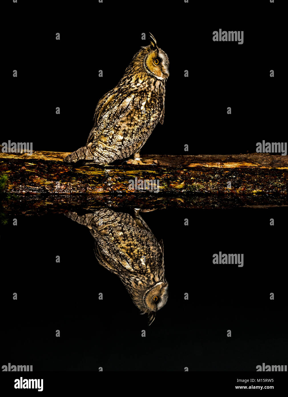 Long eared Owl reflection Stock Photo - Alamy