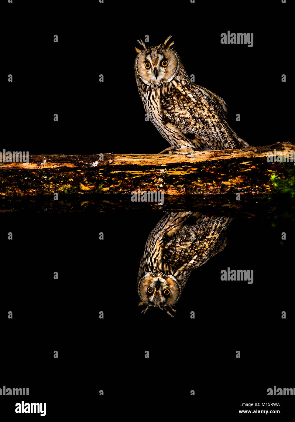 Long eared Owl reflection Stock Photo - Alamy