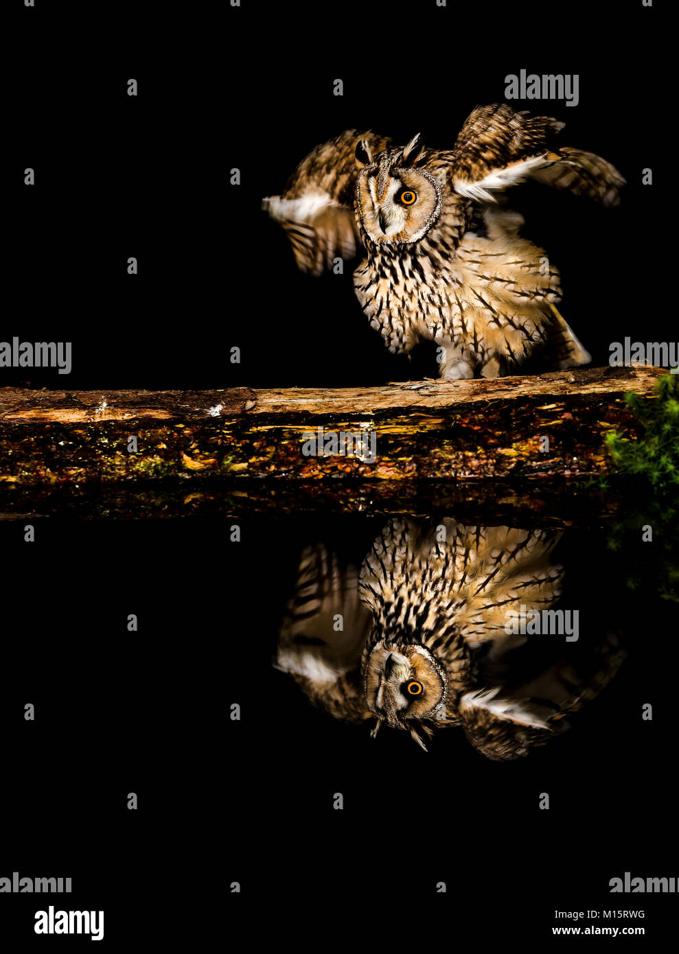 Long eared Owl reflection Stock Photo - Alamy