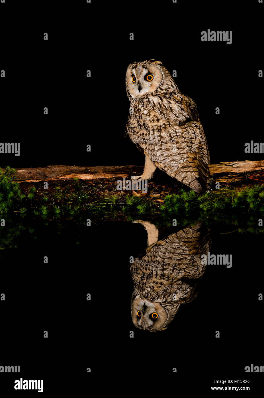 Long eared Owl reflection Stock Photo - Alamy