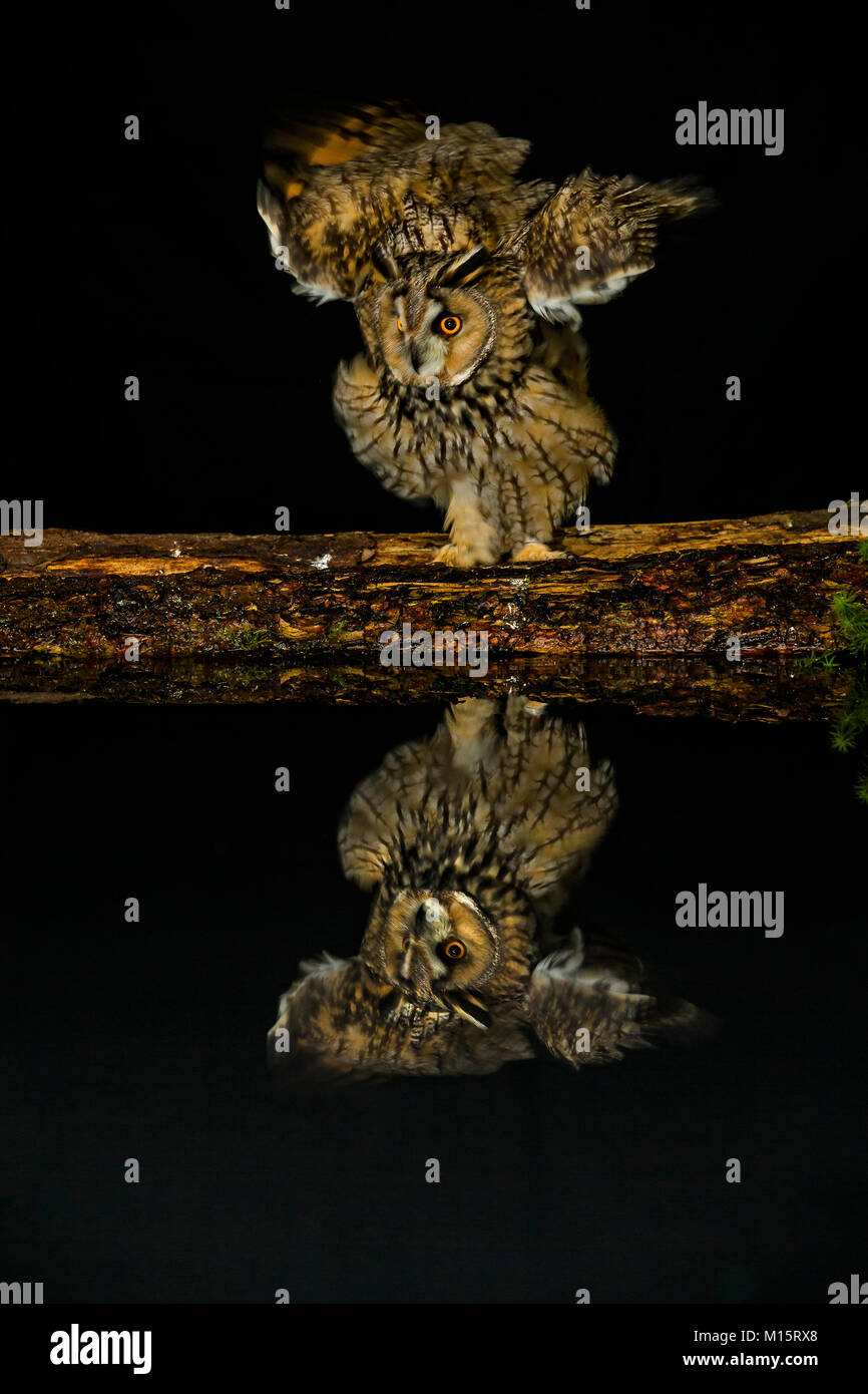 Long eared Owl reflection Stock Photo - Alamy
