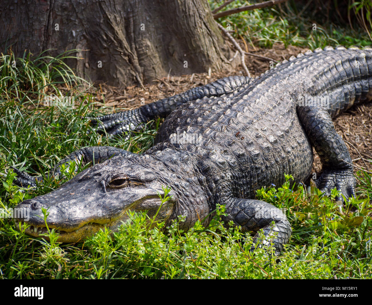 Scary Animal High Resolution Stock Photography and Images - Alamy