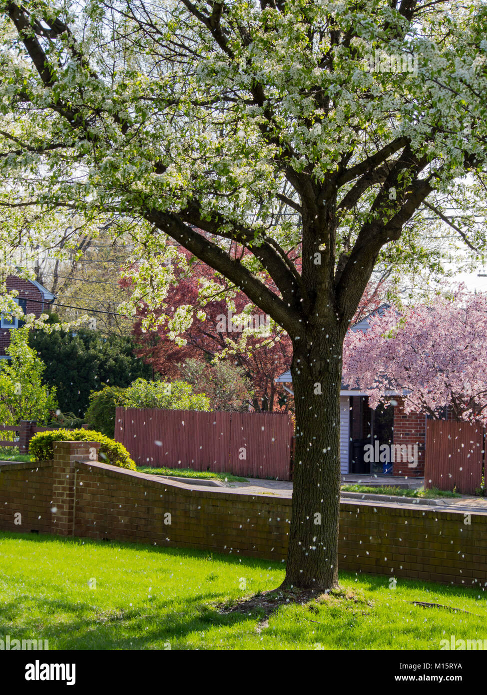 Tree falling into the wall hi-res stock photography and images - Alamy