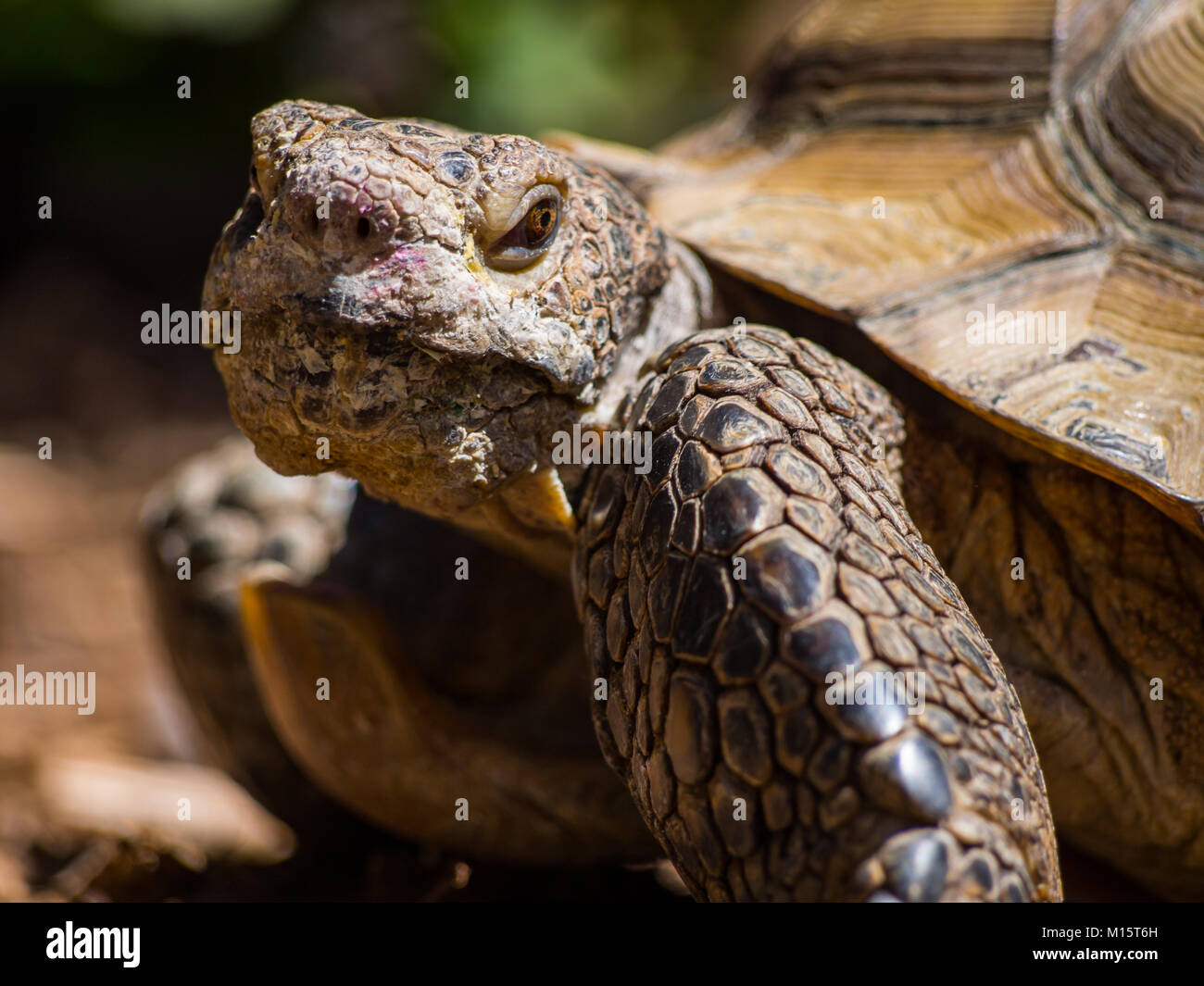 Ugly Turtle High Resolution Stock Photography and Images - Alamy
