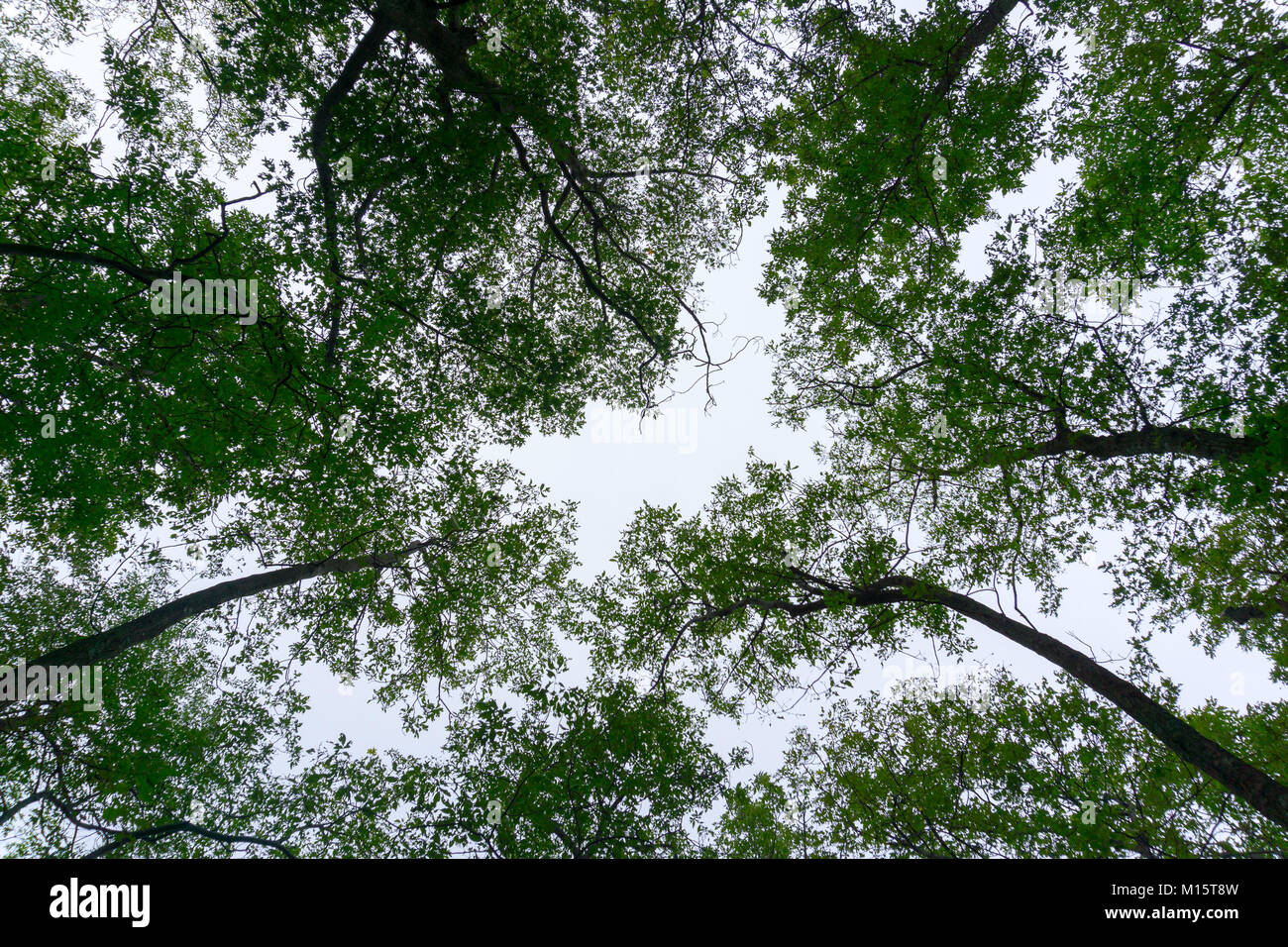 View of trees from below Stock Photo - Alamy