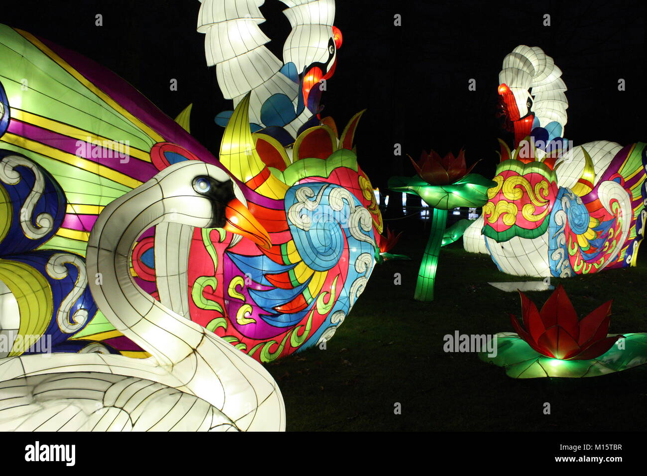 Swans at the Chinese Lantern festival in Vancouver, Canada Stock Photo ...