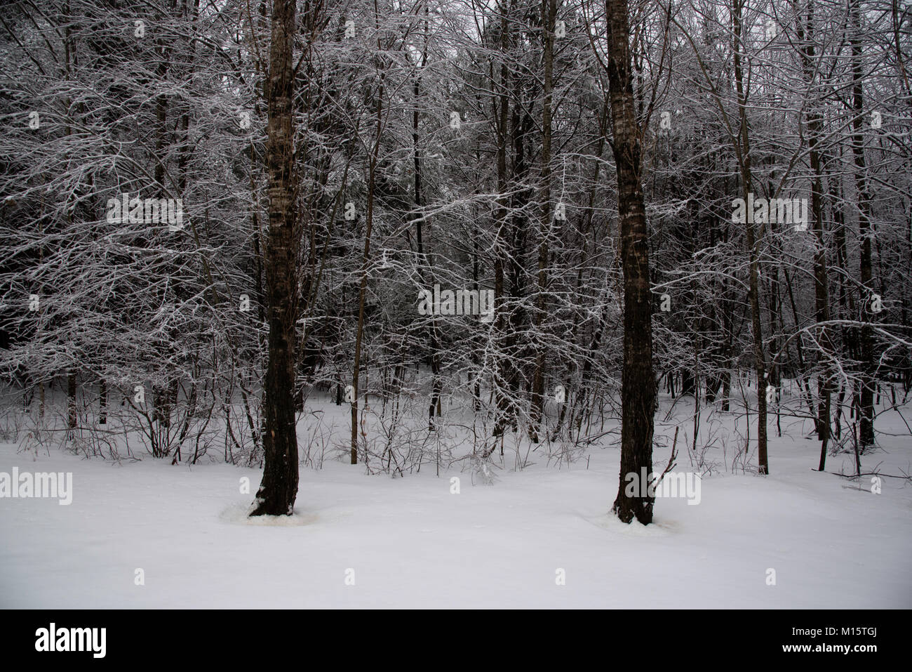 Snowy forest landscape Stock Photo - Alamy