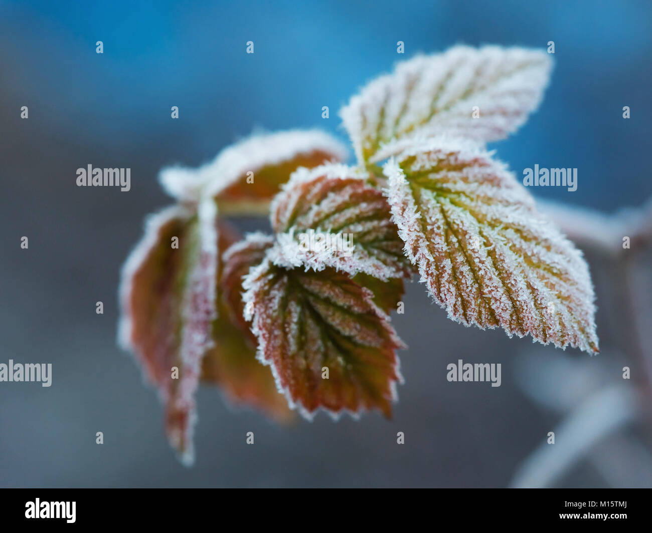 The late fall transmitted to an early winter when the first frost comes ...