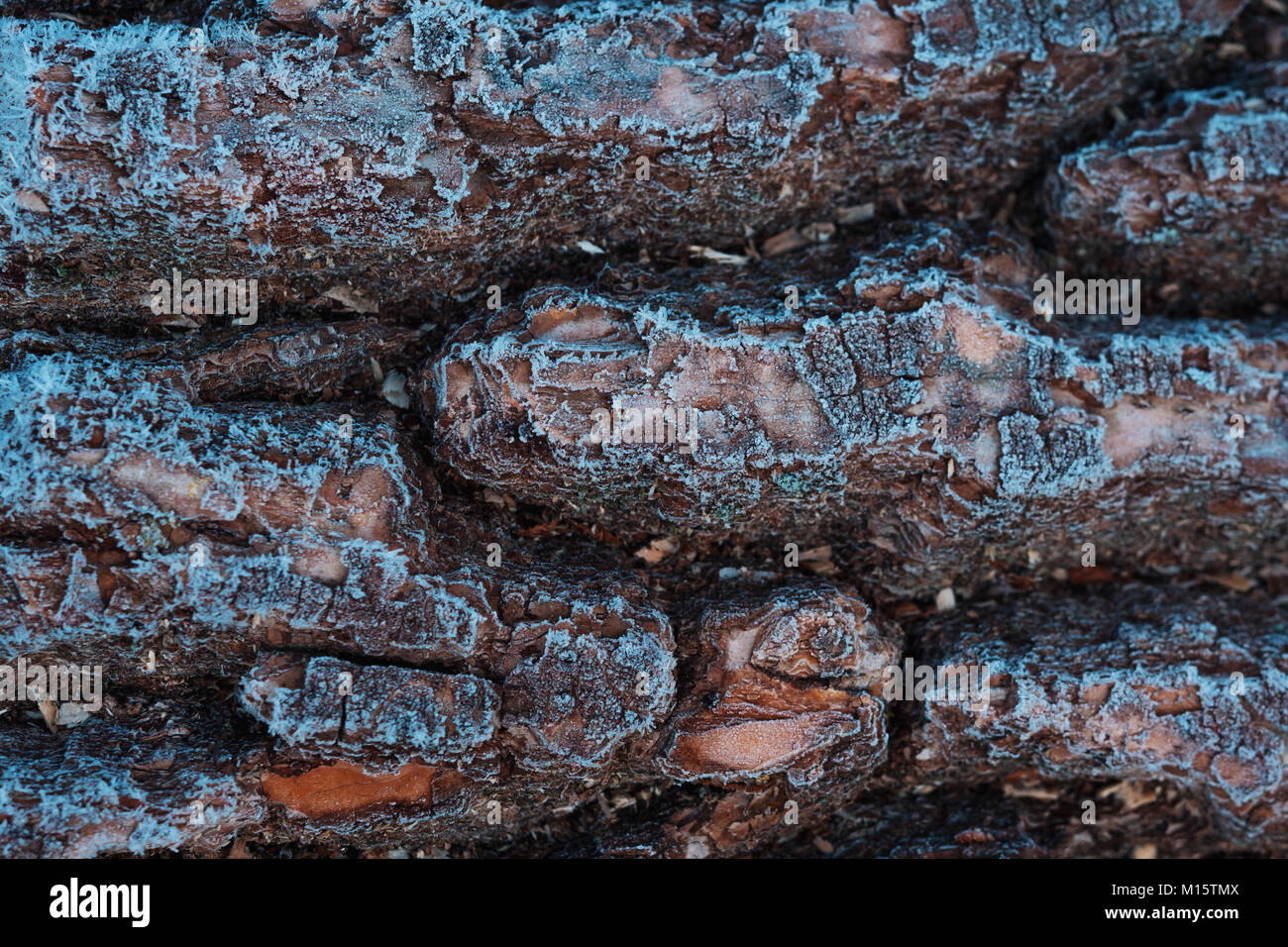Tree bark pattern, covered with hoarfrost. Seamless Tileable Texture ...