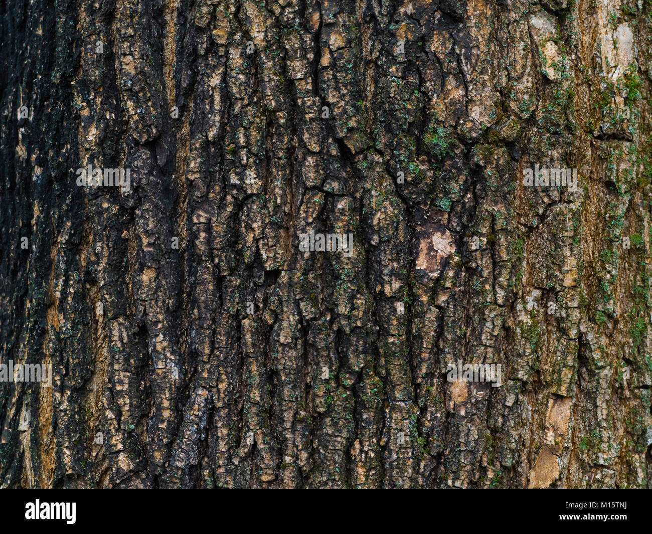 Elm tree bark hi-res stock photography and images - Alamy