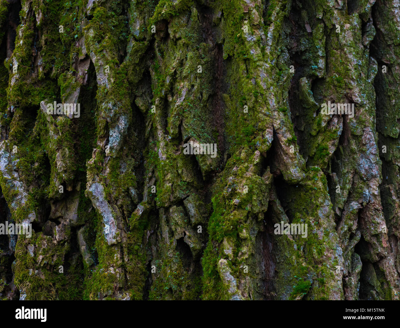 Bark of Elm Tree. Seamless Tileable Texture Stock Photo - Alamy
