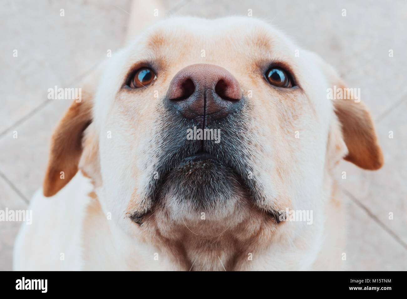 Smiling golden labrador retriever from a top view on a white background ...