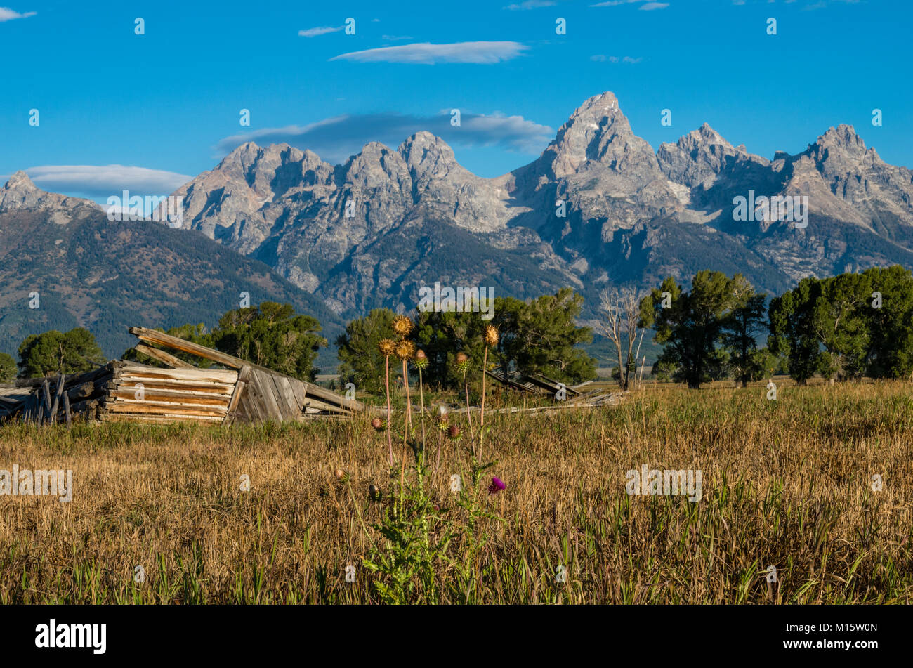 Collapsed barn with the Teton Mountains in the background. Moose ...