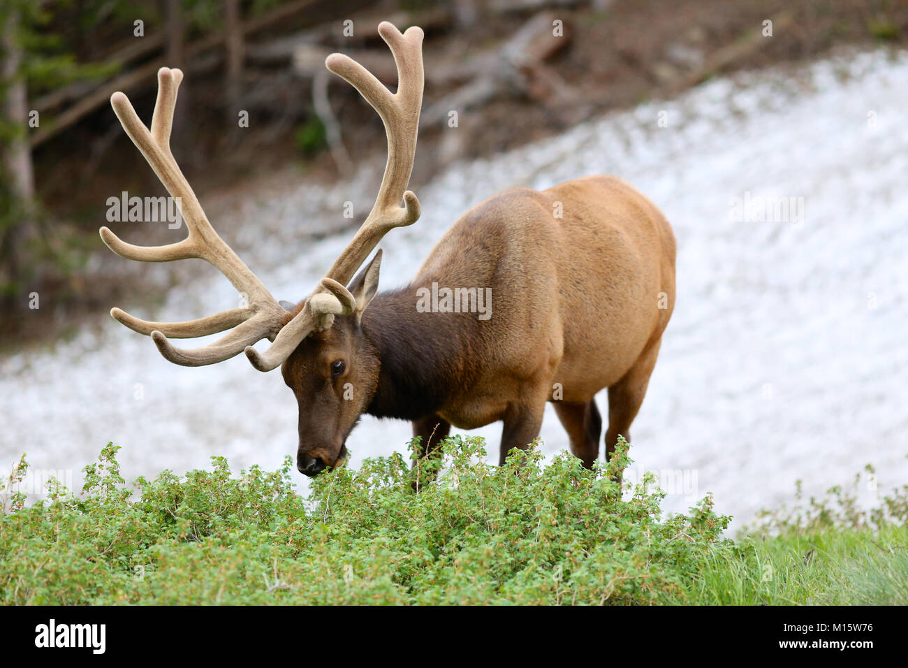 Elk at rocky mountain national park hi-res stock photography and images ...