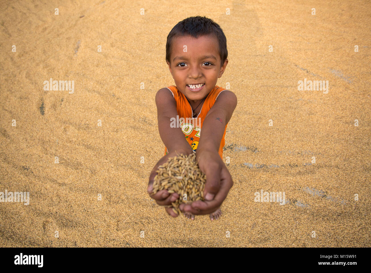 A kid showing handful of dry paddy Stock Photo - Alamy