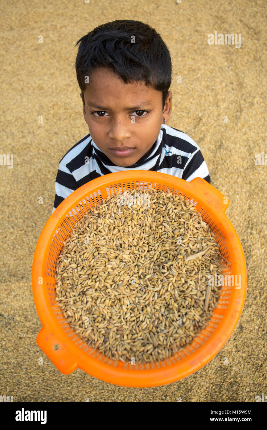 Children had seen playing at rice dry Season Stock Photo - Alamy