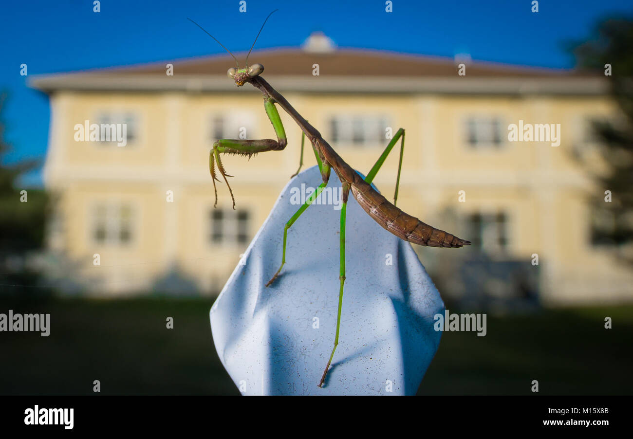 Primantis hi-res stock photography and images - Alamy