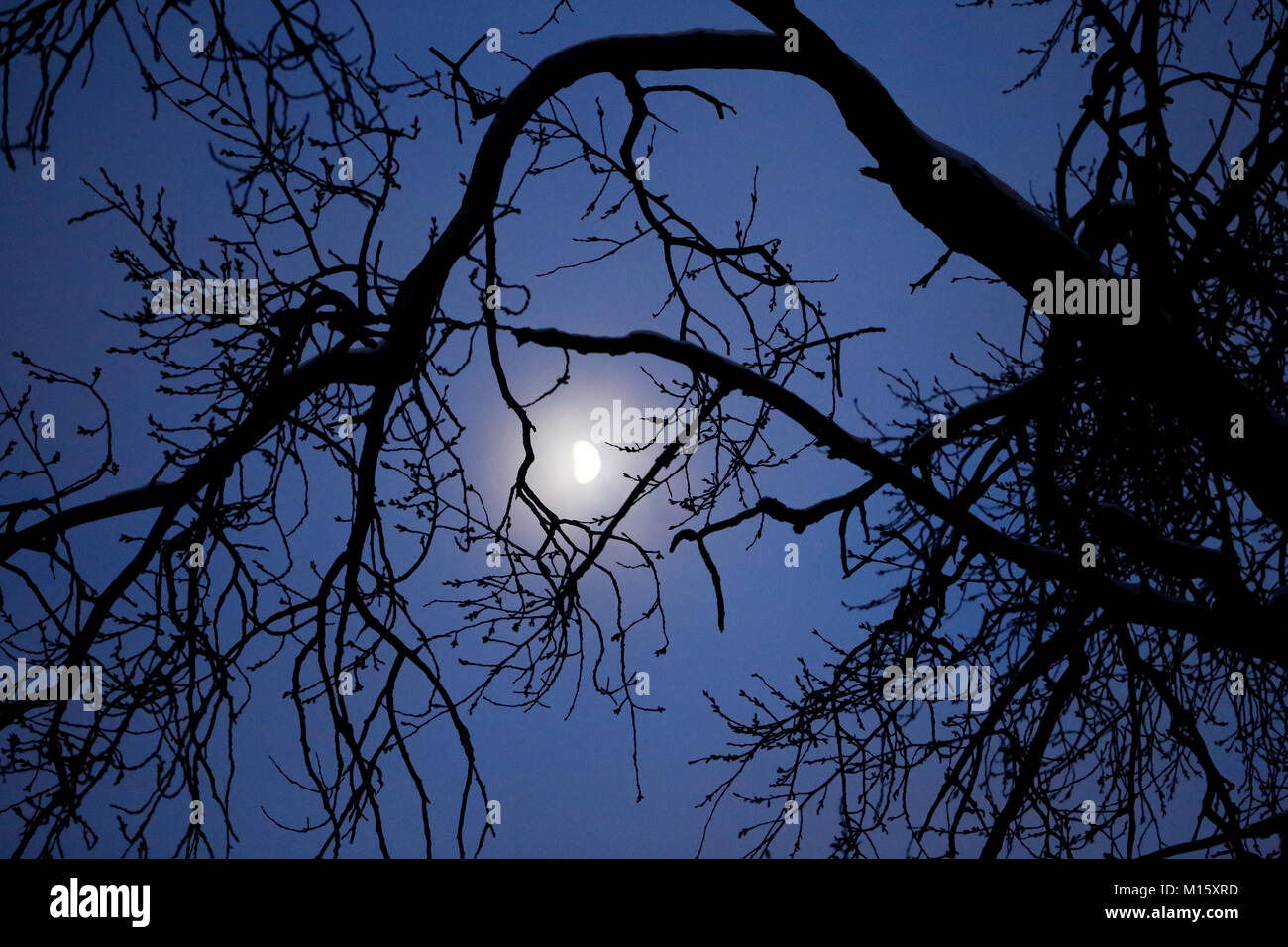 Night background moon tree hi-res stock photography and images - Alamy
