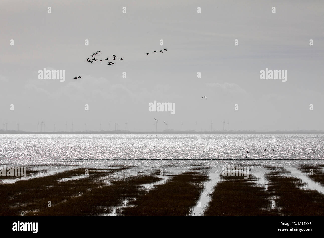 The East Frisian North Sea island Norderney, winter, salt marshes on ...