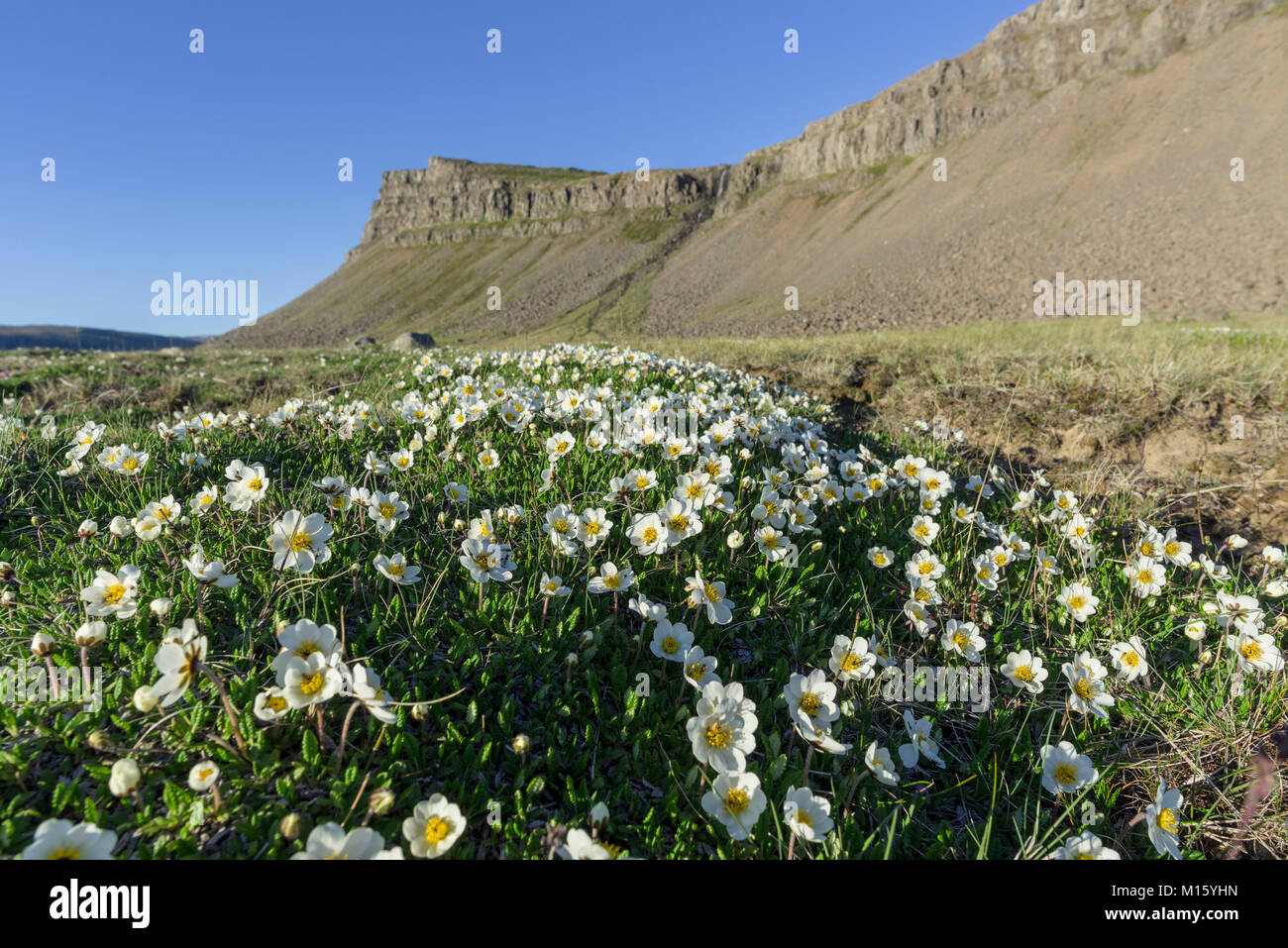 White dryad (Dryas octopetala),Rauðisandur,Patreksfjörður,Vestfirðir ...