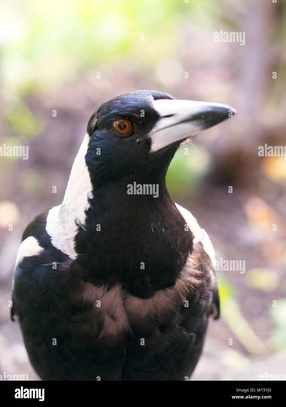 Portrait of a Magpie Stock Photo - Alamy