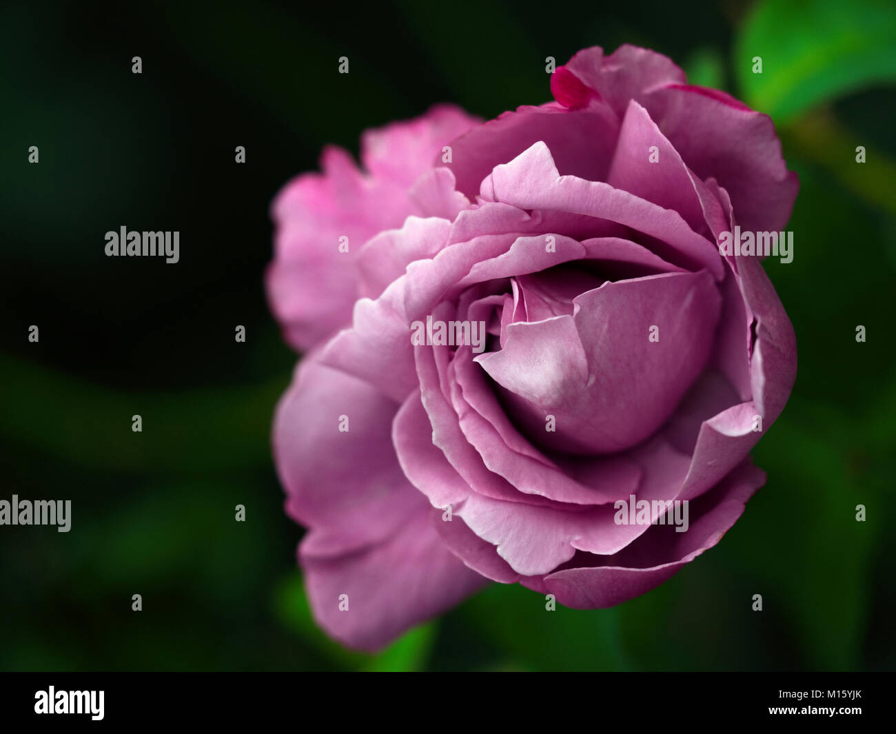 Macro Rose flower from my garden Stock Photo - Alamy