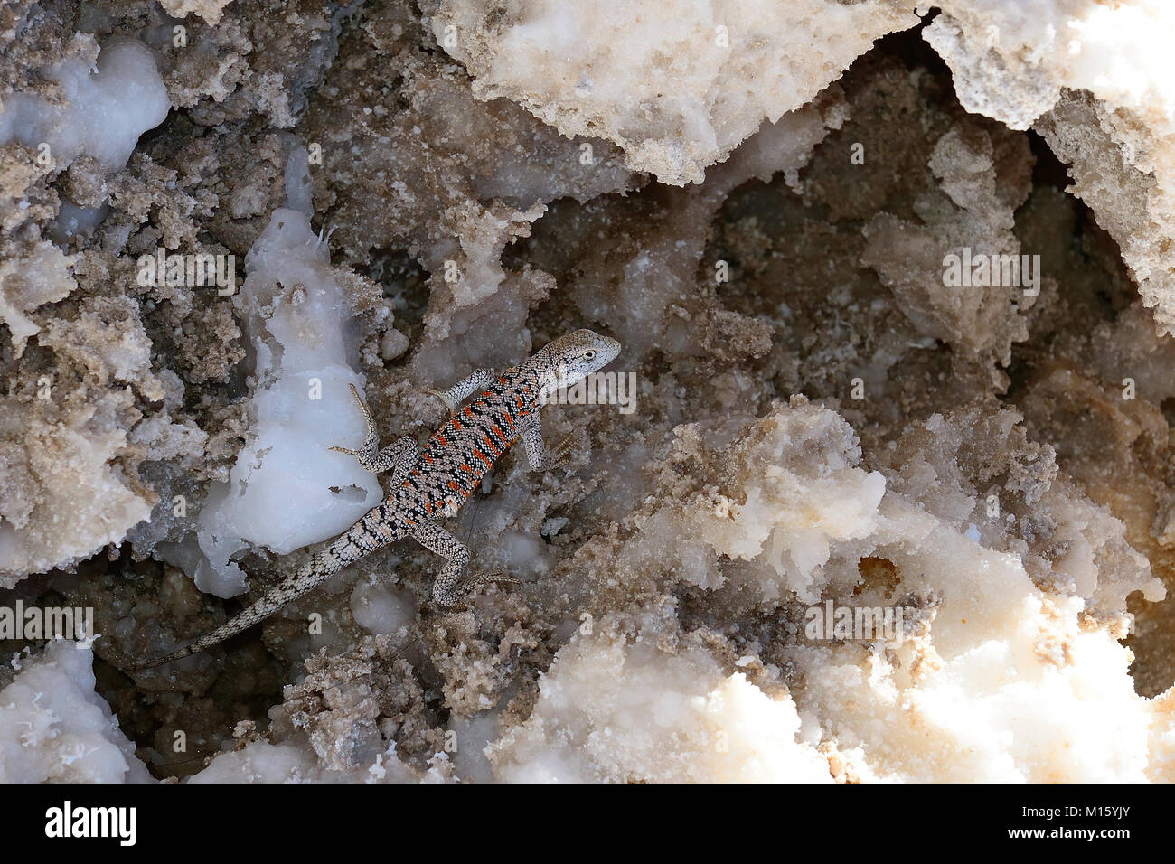 Fabian's Lizard,Lagartija de Fabián (Liolaemus fabiani) between salt ...