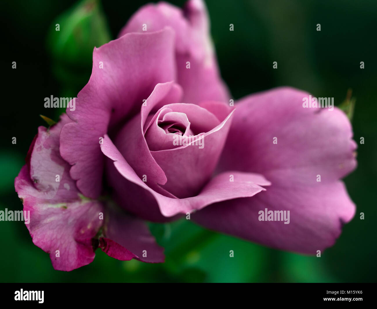 Macro Rose flower from my garden Stock Photo - Alamy