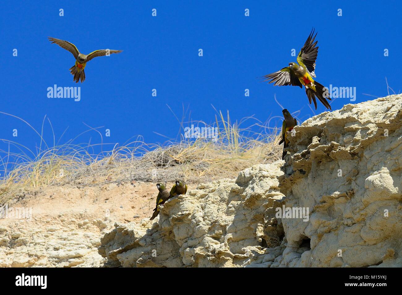 Burrowing Parrots (Cyanoliseus patagonus) at nesting place in a cliff ...
