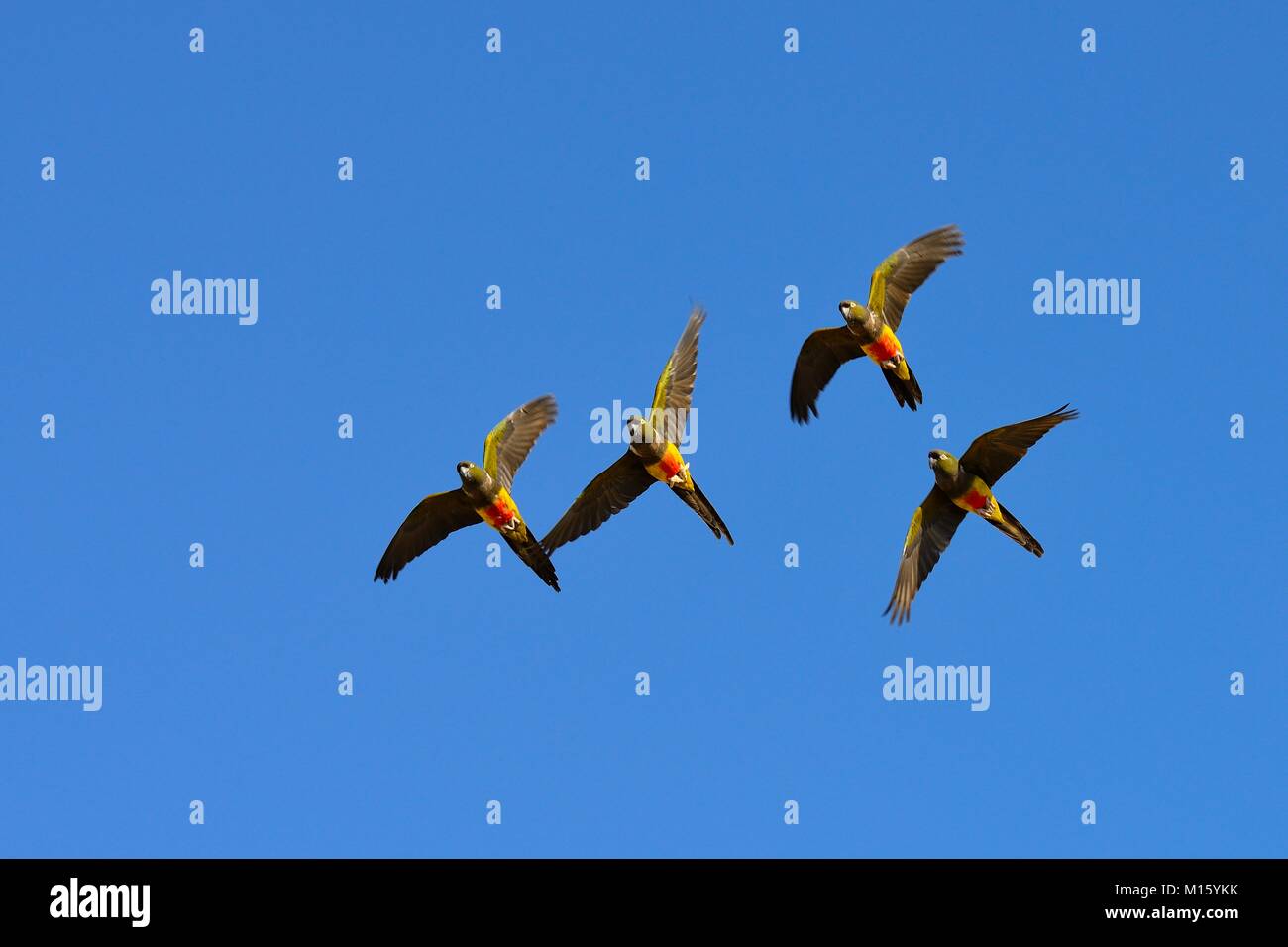 Burrowing Parrots (Cyanoliseus patagonus) in flight,Las Grutas,Province ...