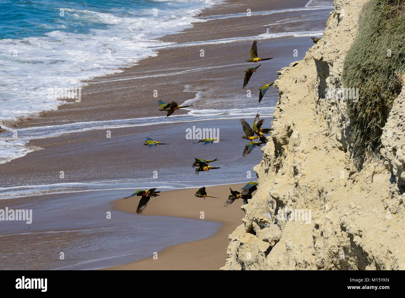 Burrowing Parrots (Cyanoliseus patagonus) at nesting place in a cliff ...