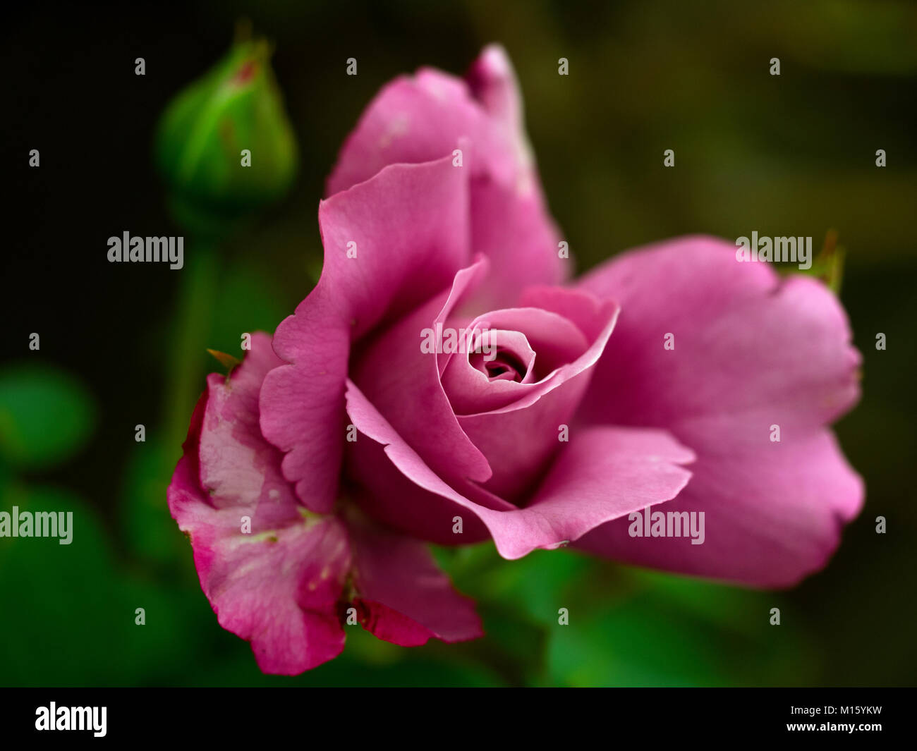 Rosephotography hi-res stock photography and images - Alamy
