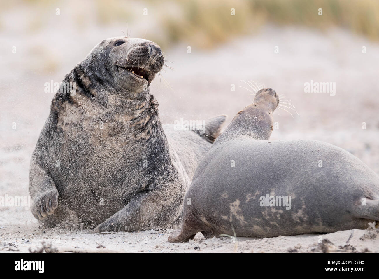 Two seals hi-res stock photography and images - Alamy