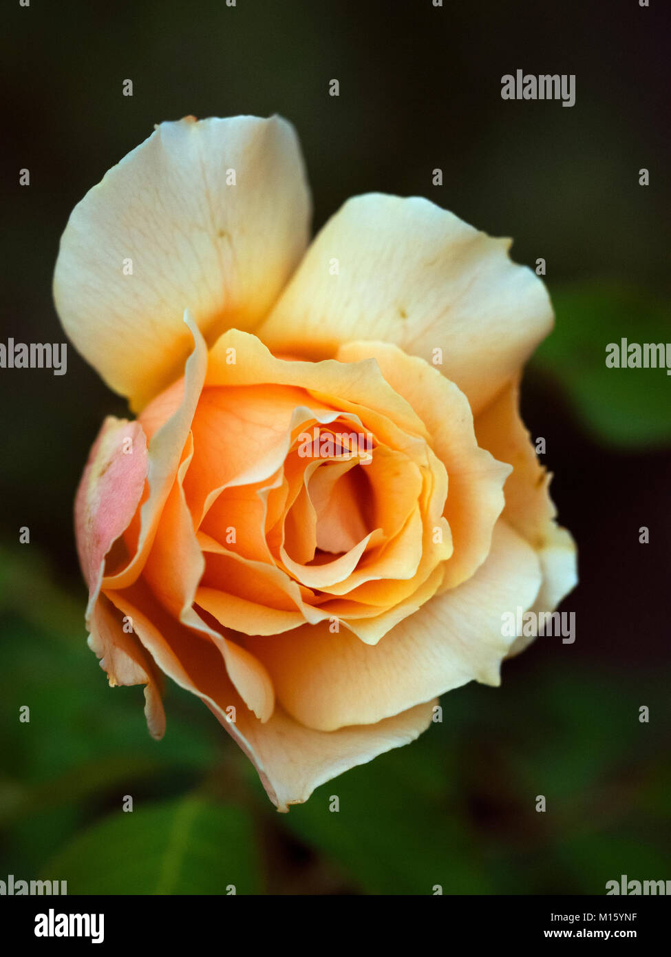 Macro Rose flower from my garden Stock Photo - Alamy