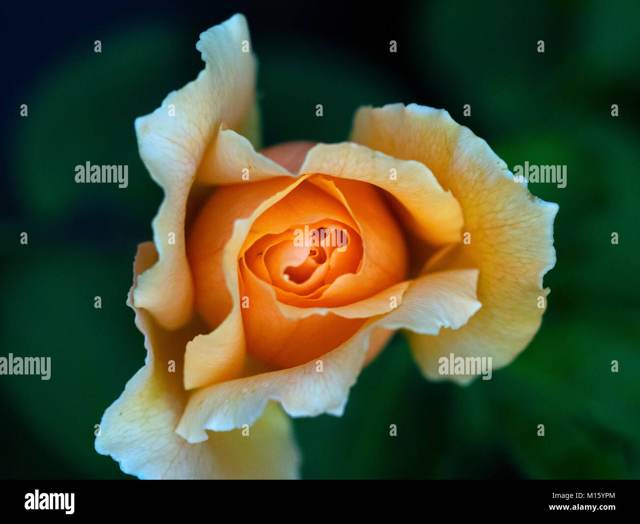Macro Rose flower from my garden Stock Photo - Alamy