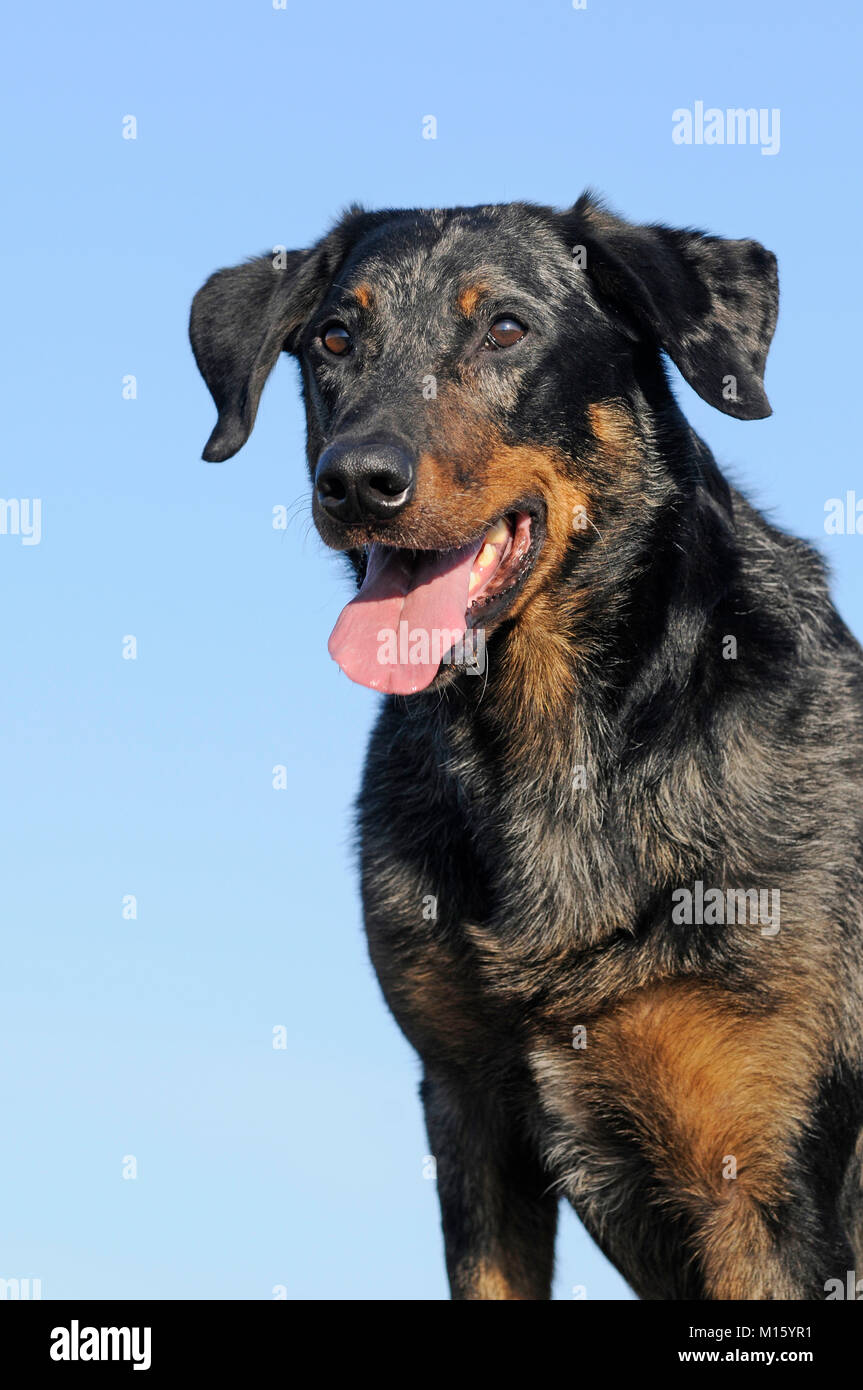 Harlequin Beauceron,blue merle,male dog,sitting Stock Photo - Alamy