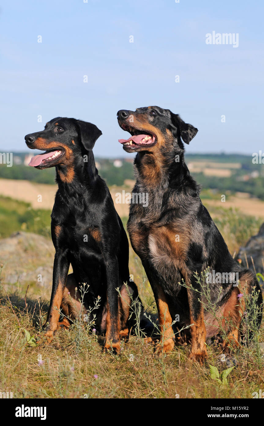 Beauceron bitch and Harlequin Beauceron male dog,blue merle,sitting ...