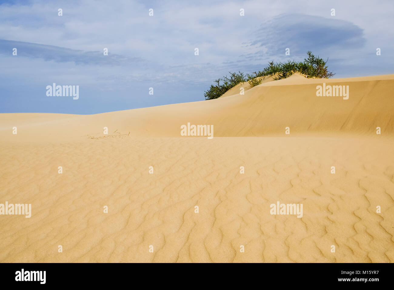 Sand dune,shifting dunes El Jable,nature park Park Corralejo ...